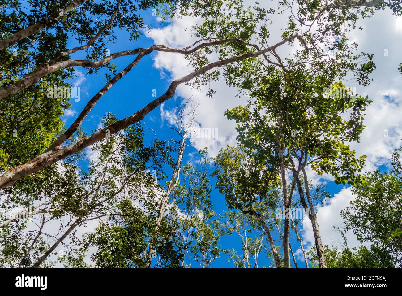 Trees above the ruins of the Mayan city Coba, Mexico Stock Photo - Alamy