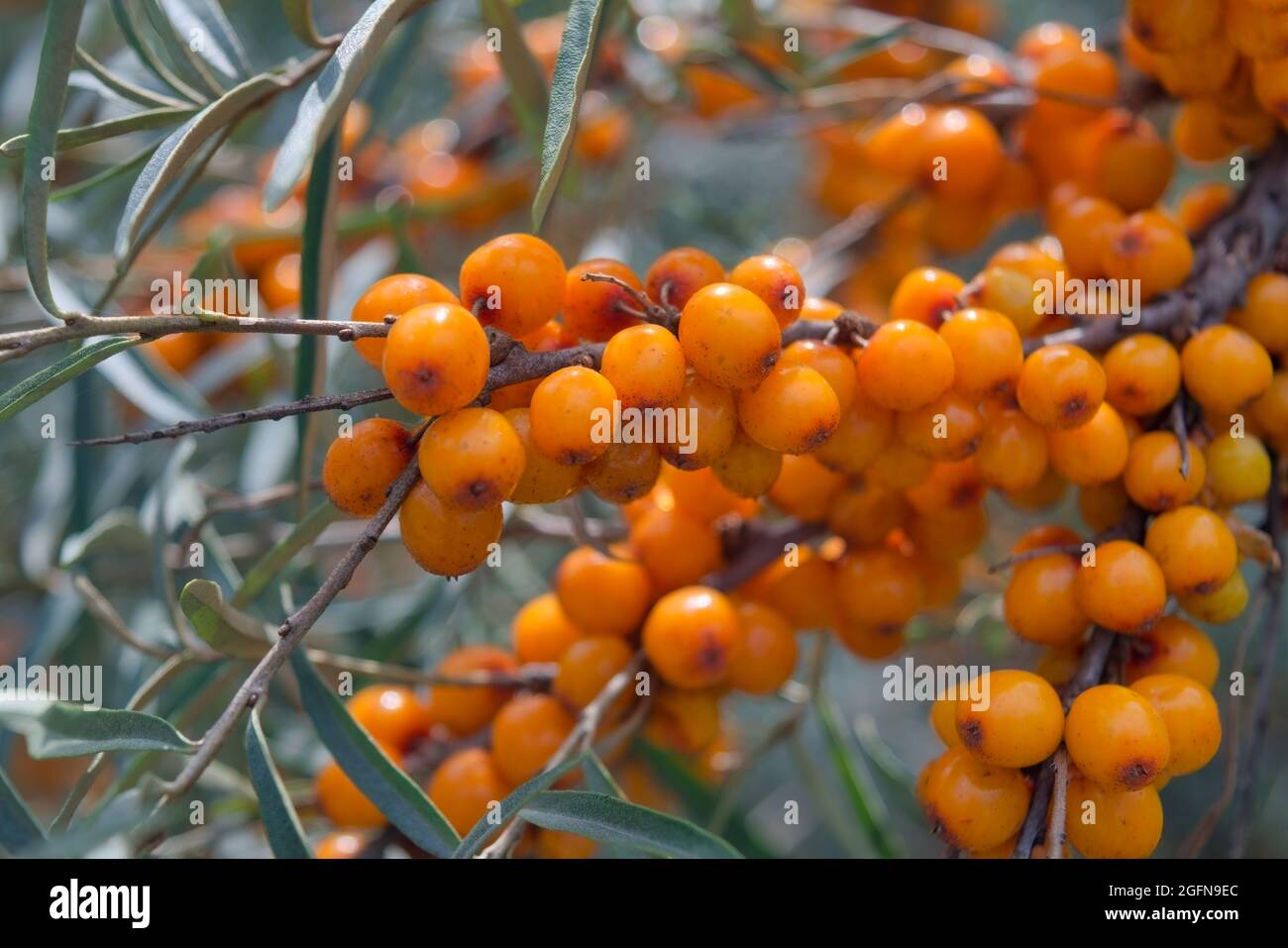 Sea buckthorn growing on a tree close up. Hippophae rhamnoides. Sea ...