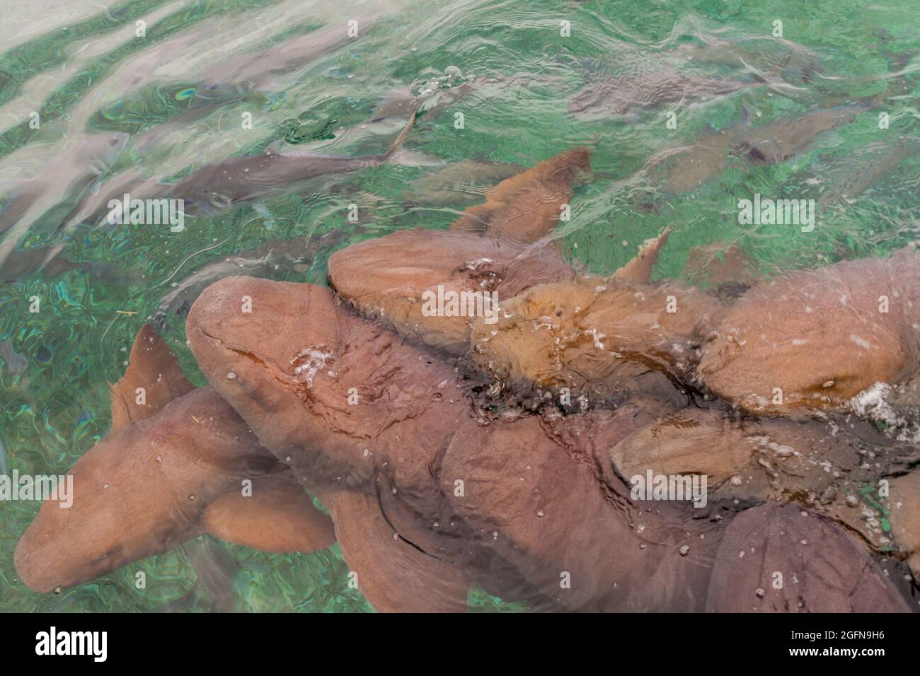 Group of nurse sharks Ginglymostoma cirratum in the Shark Ray Alley ...
