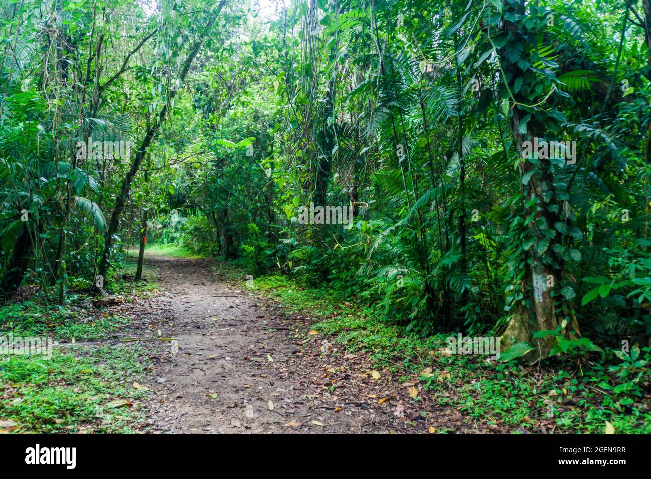 Hiking trail in Cockscomb Basin Wildlife Sanctuary, Belize Stock Photo ...