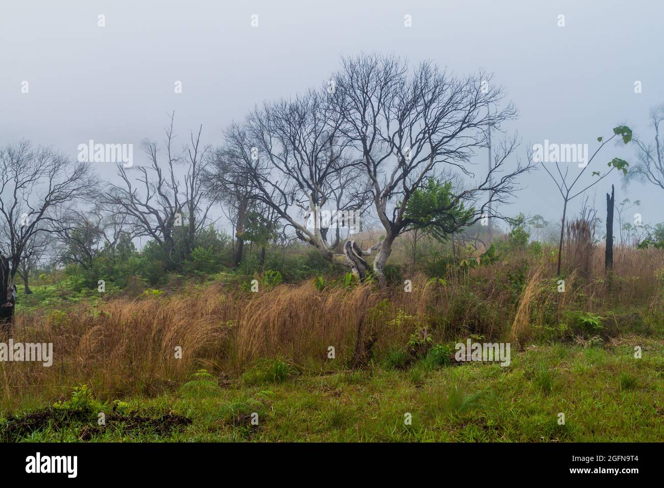Landscape of Cockscomb Basin Wildlife Sanctuary, Belize Stock Photo - Alamy