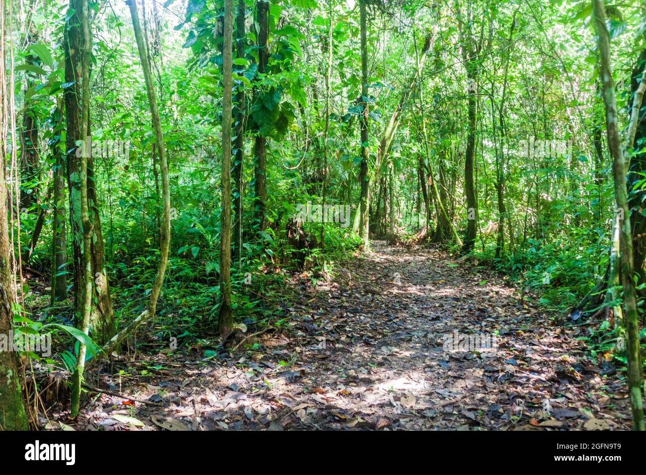 Hiking trail in Cockscomb Basin Wildlife Sanctuary, Belize Stock Photo ...