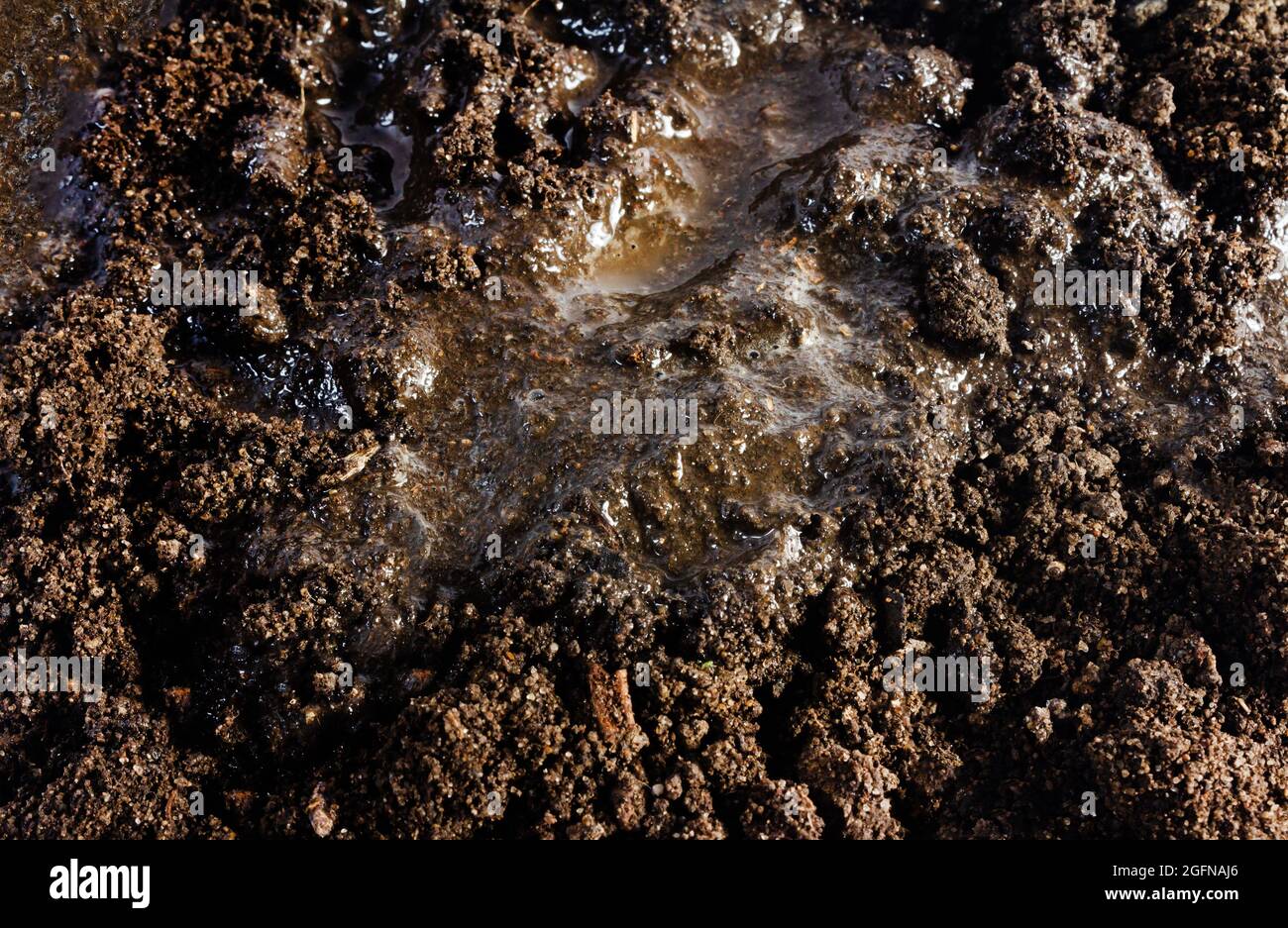 Mud puddle texture hi-res stock photography and images - Alamy