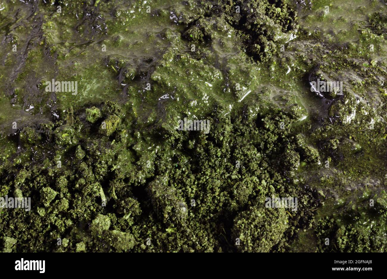 Texture wet mud hi-res stock photography and images - Alamy