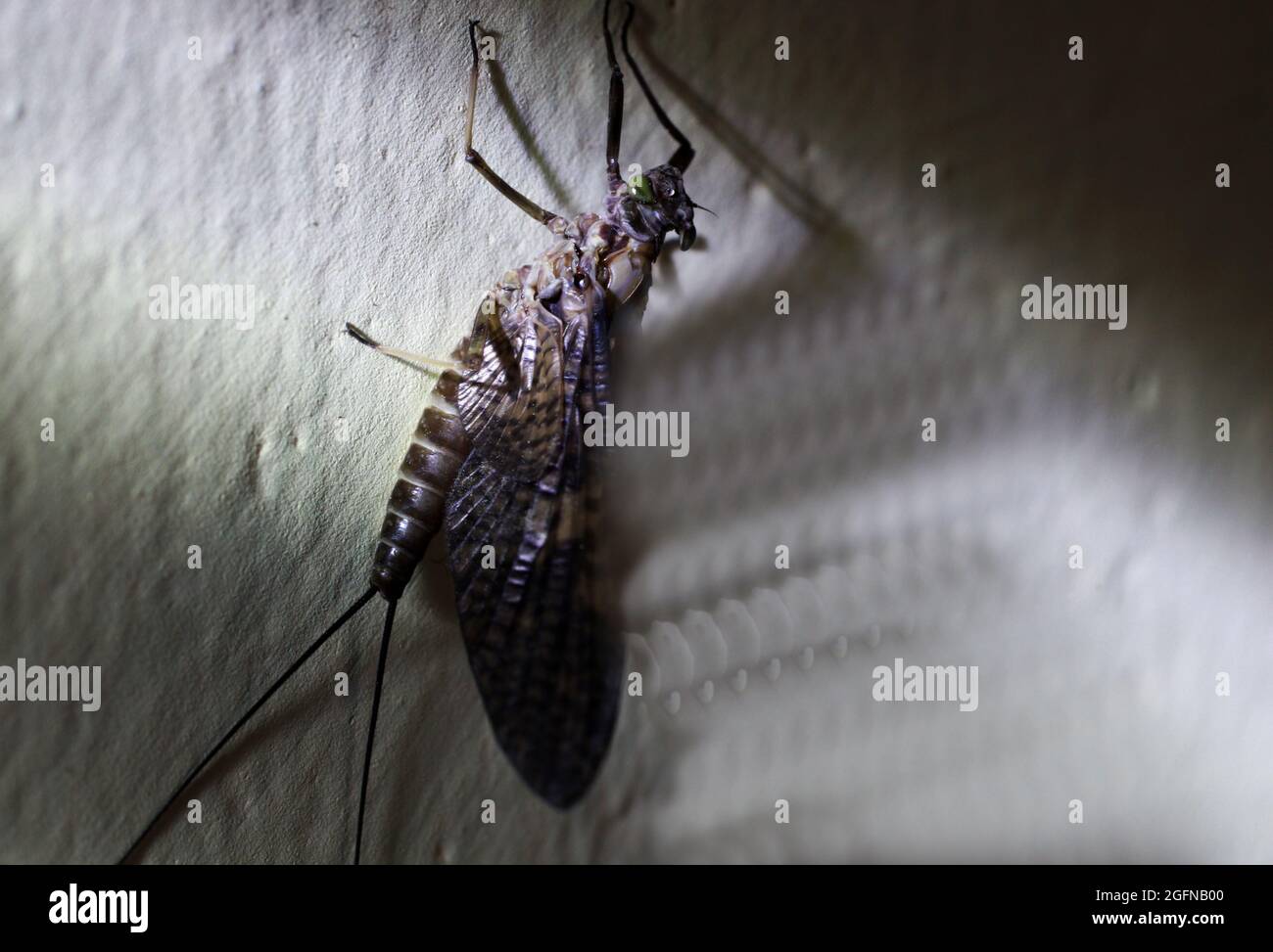 Mayflies hi-res stock photography and images - Alamy