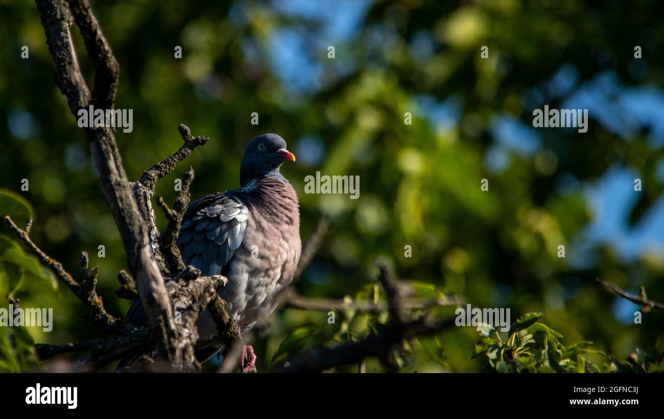 Turtle dove pattern hi-res stock photography and images - Alamy