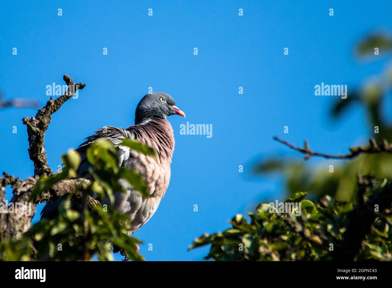 Turtle dove pattern hi-res stock photography and images - Alamy