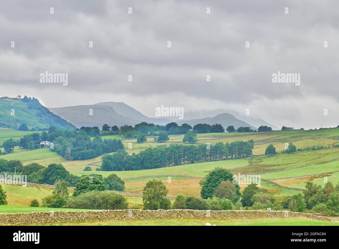 Undulating farm fields outside Keswick, Lake District, England Stock ...