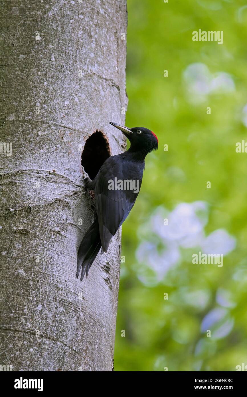 Black beech tree hi-res stock photography and images - Alamy