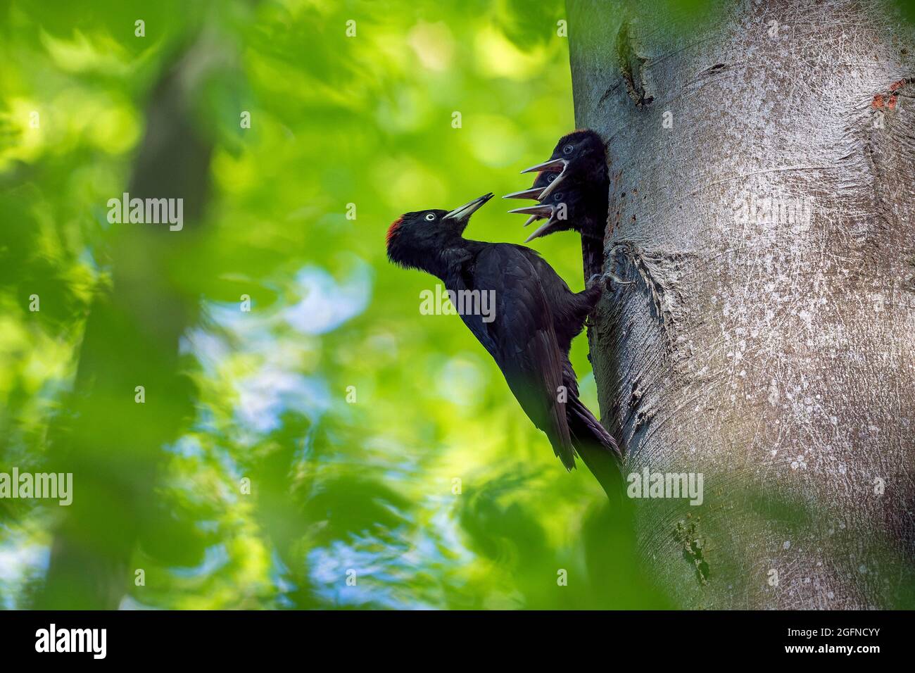 Black woodpecker (Dryocopus martius) female feeding three young ...