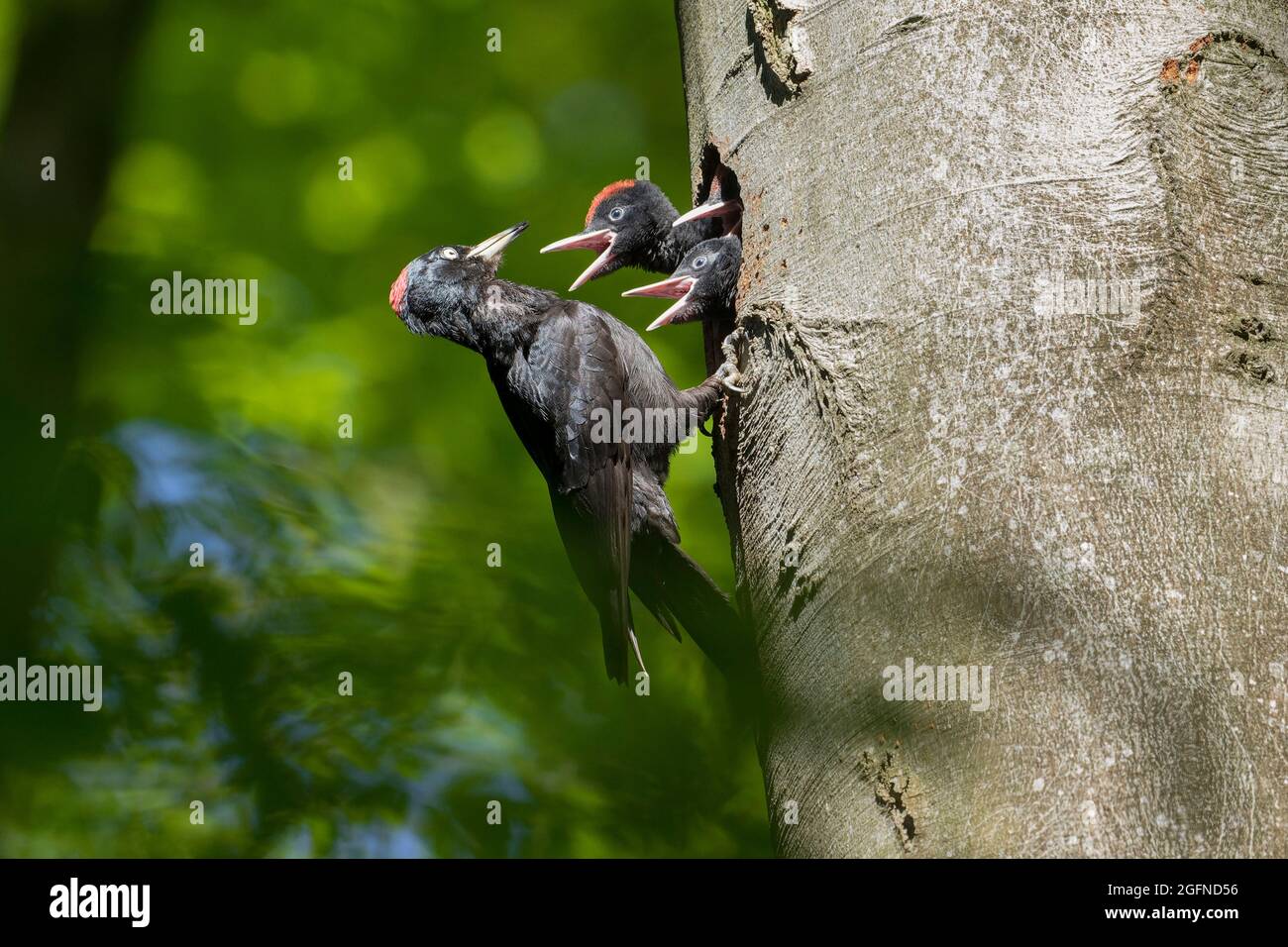 Black woodpecker (Dryocopus martius) female feeding young / chicks ...