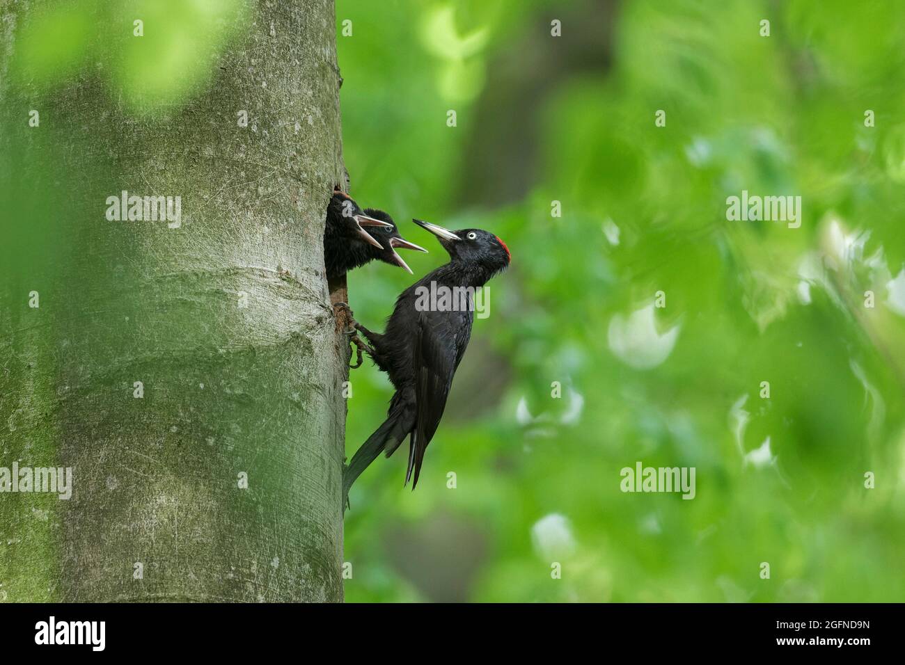 Black woodpecker (Dryocopus martius) female feeding two young / chicks ...
