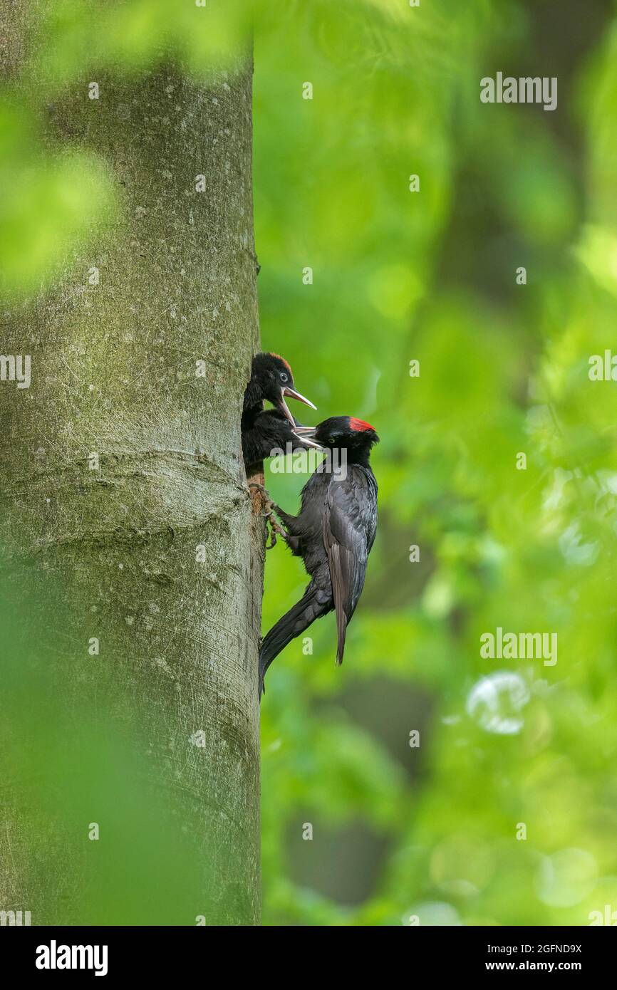 Black woodpecker (Dryocopus martius) female feeding two young / chicks ...
