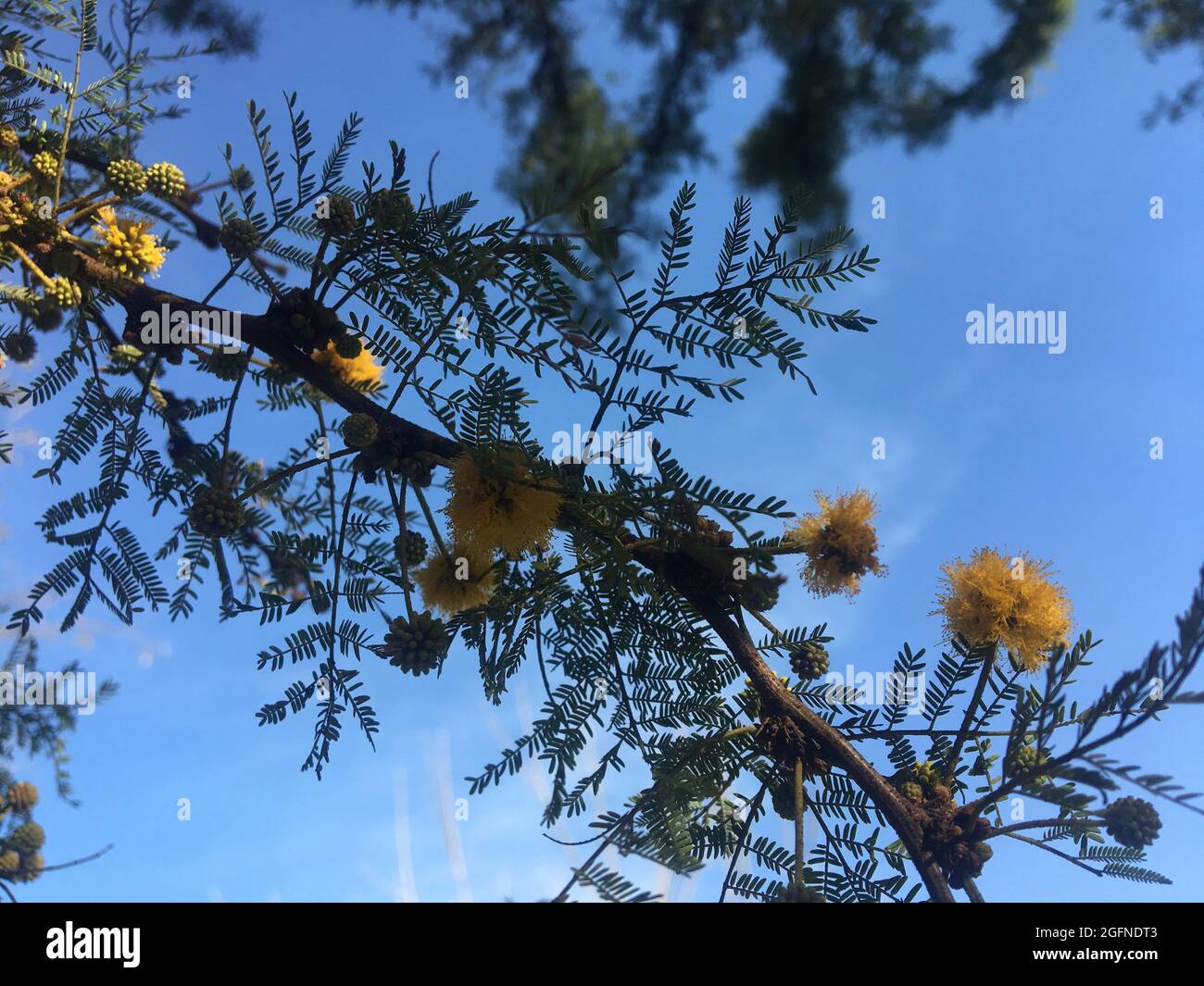 yellow flowers of a caven acacia. Vachellia caven. Espinillo Stock ...