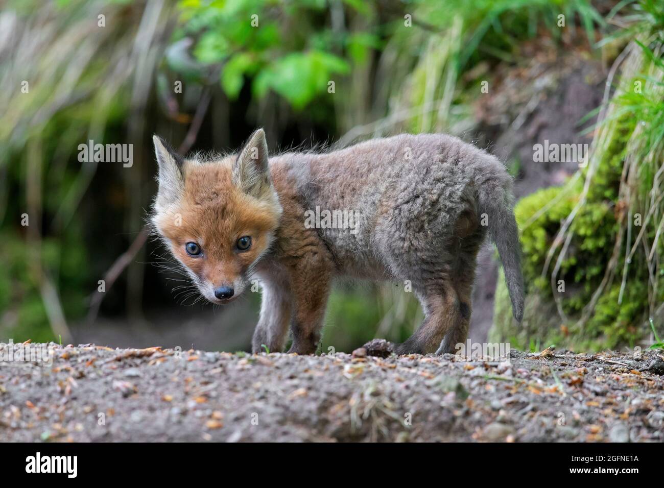 Young red fox (Vulpes vulpes) single kit / cub near burrow / den ...