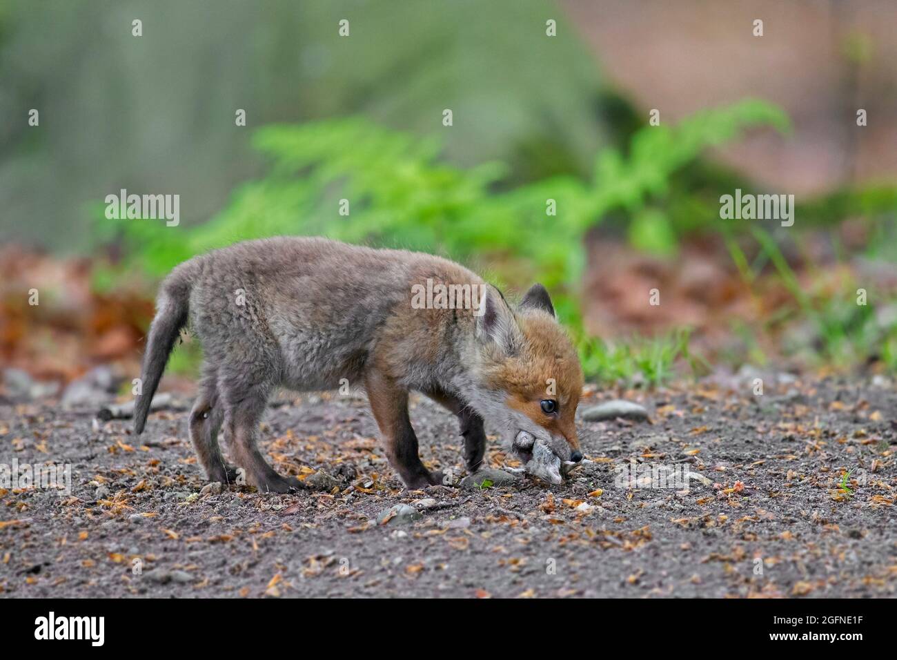 Young red fox (Vulpes vulpes) single kit / cub with two mice in its ...