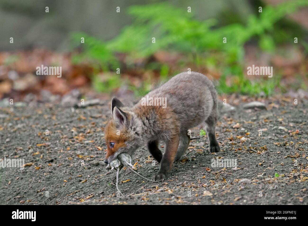Young red fox (Vulpes vulpes) single kit / cub with two mice in its ...