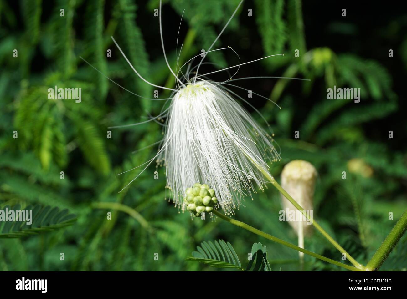 Sleeping persian tree hi-res stock photography and images - Alamy