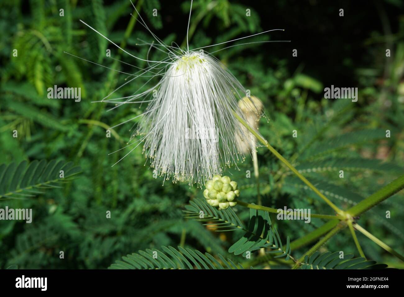 Sleeping persian tree hi-res stock photography and images - Alamy