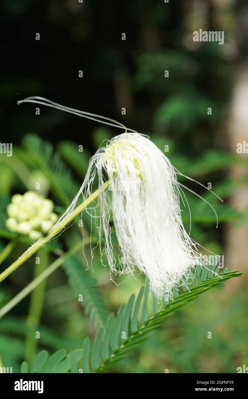 Persian silk tree flower with a natural background Stock Photo - Alamy