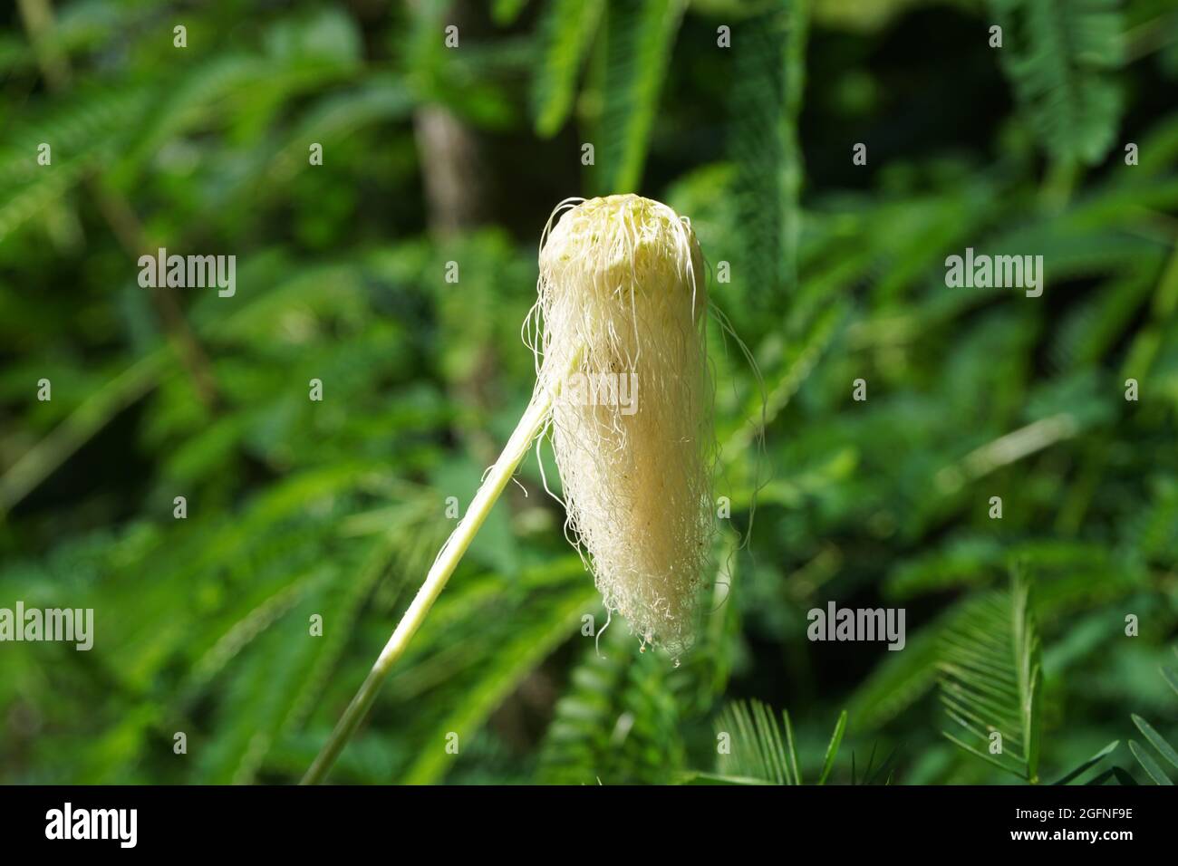Sleeping persian tree hi-res stock photography and images - Alamy