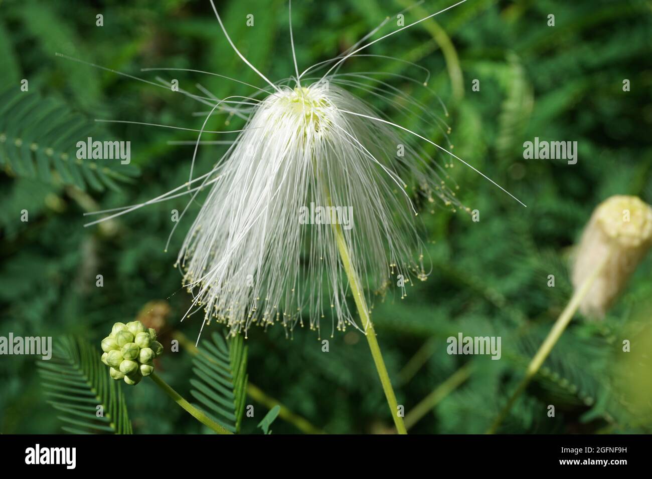 Persian silk tree flower with a natural background Stock Photo - Alamy