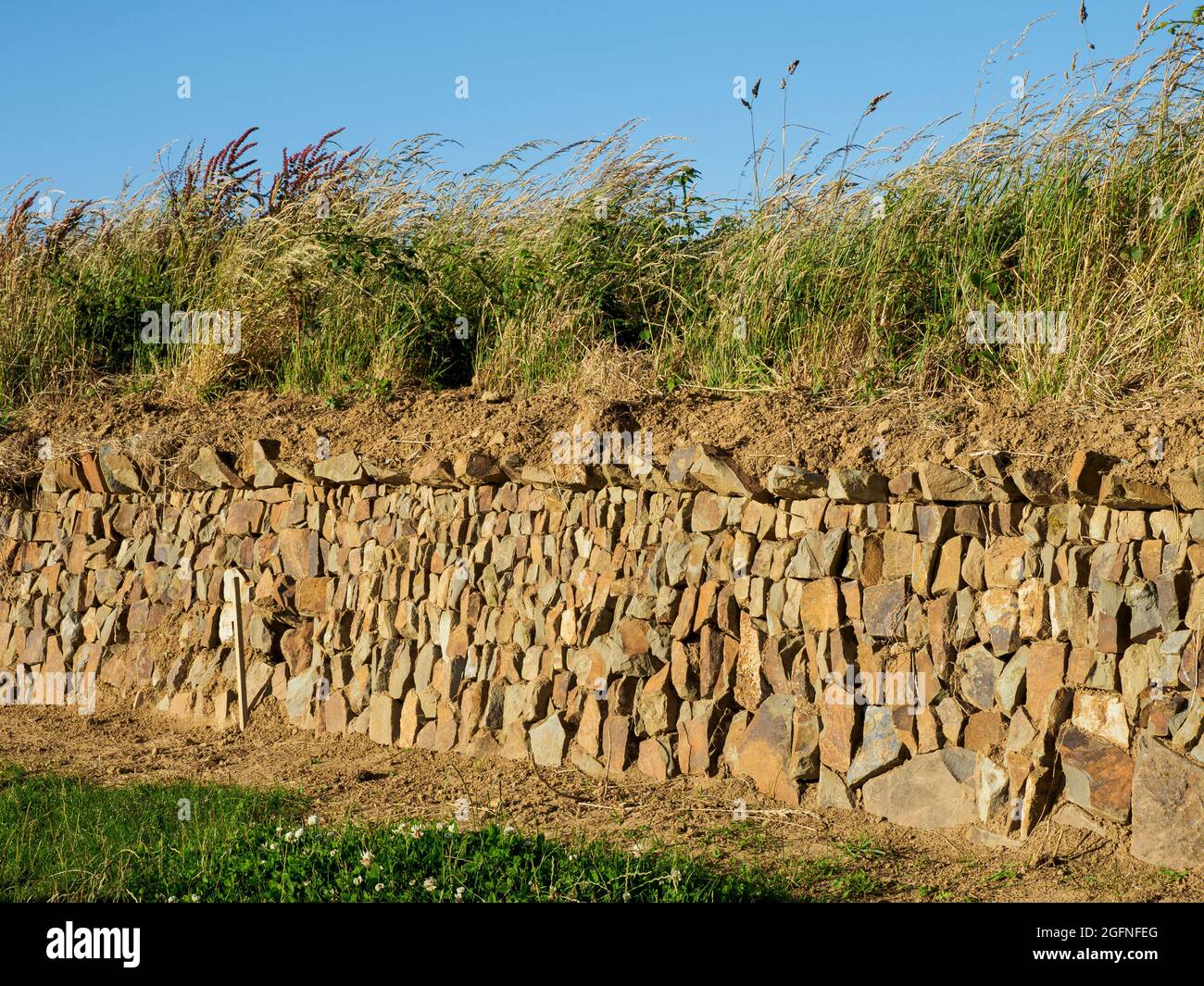 A rebuilt Cornish hedge, Widemouth Bay, Cornwall, UK Stock Photo - Alamy