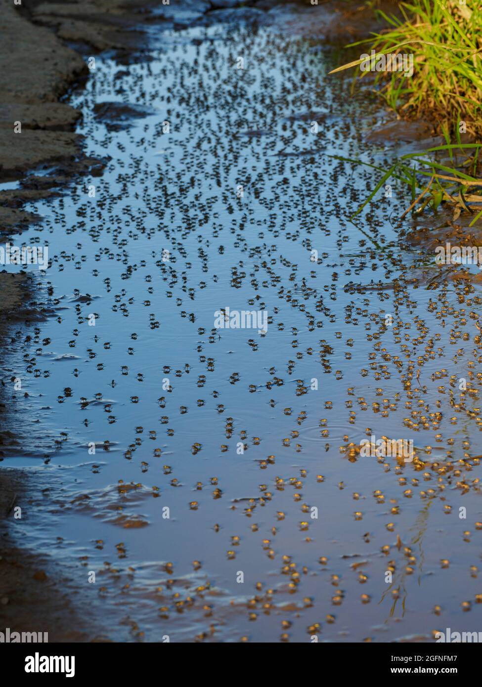 Flies stagnant water hi-res stock photography and images - Alamy