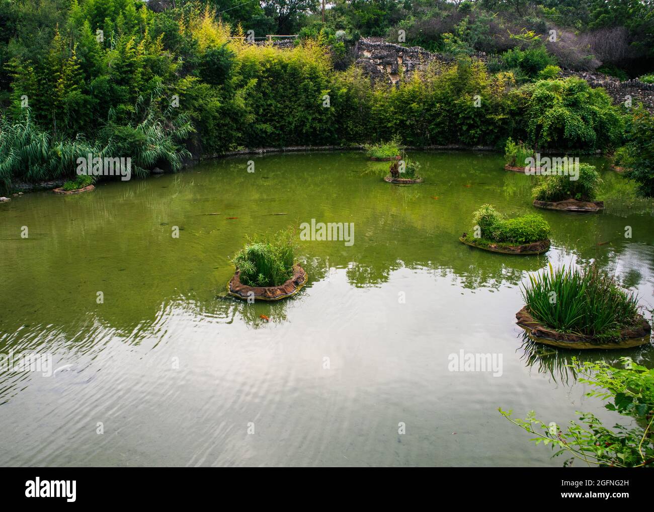 Pond with plants, Japanese tea garden Stock Photo - Alamy