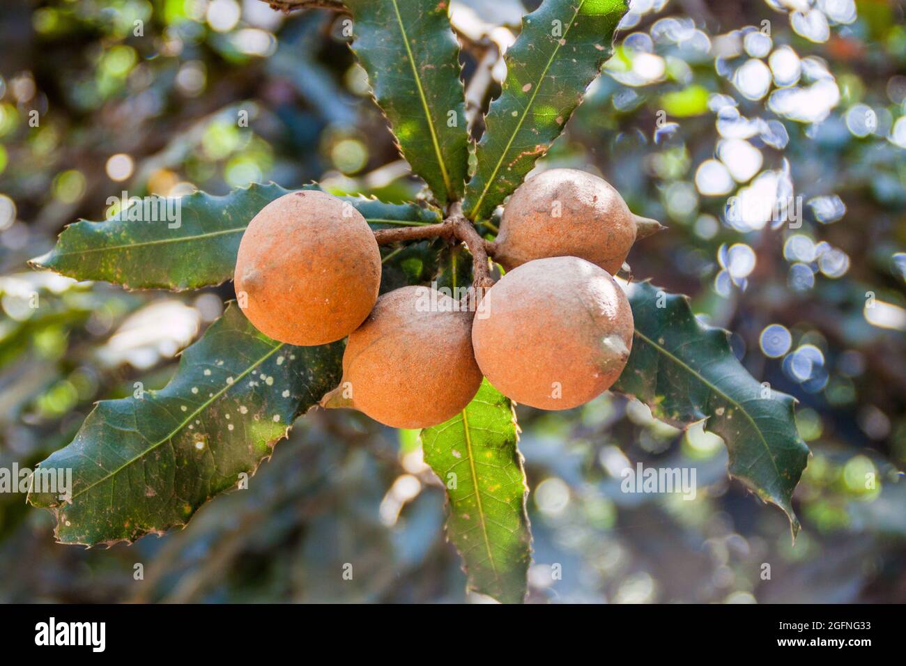 Macadamia nuts tree hi-res stock photography and images - Alamy