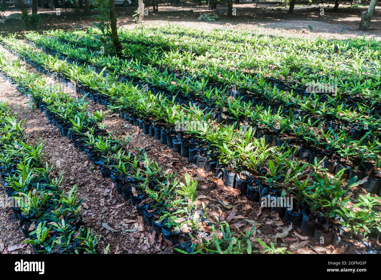 Macadamia farm hi-res stock photography and images - Alamy