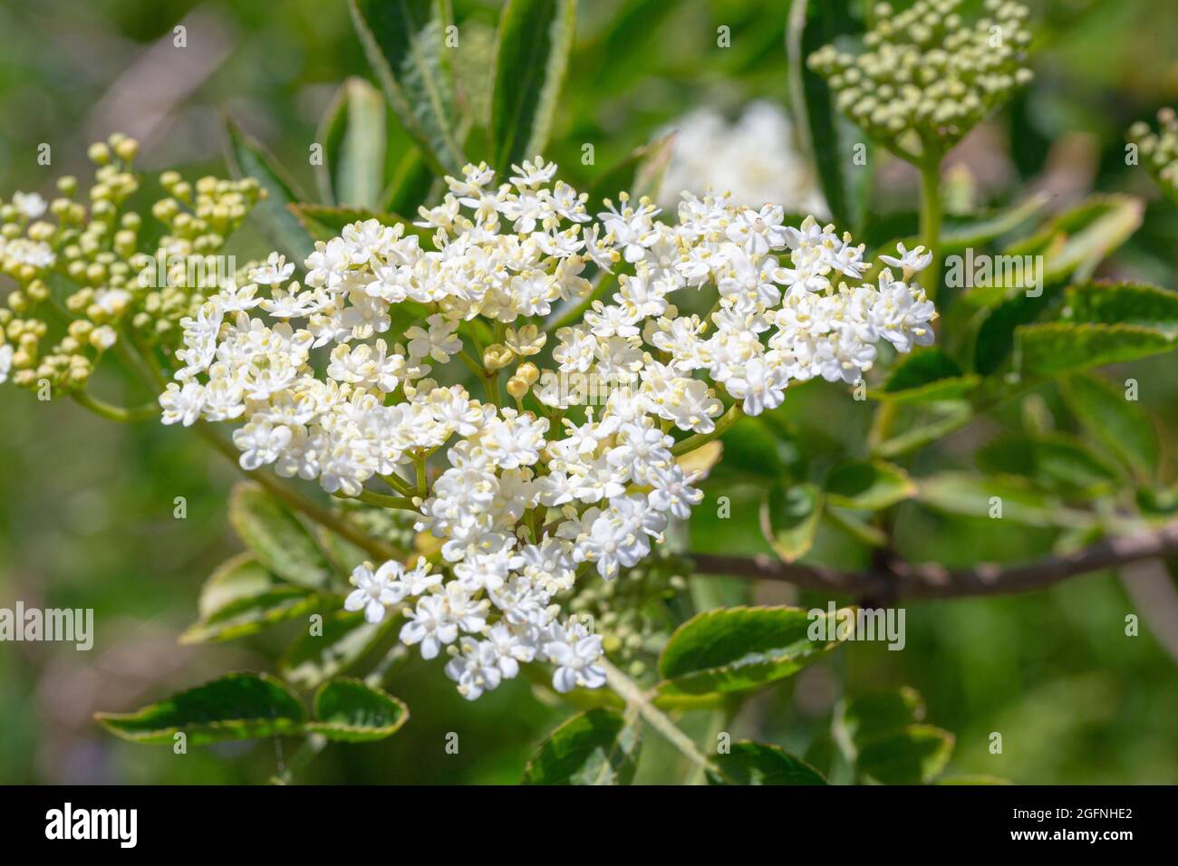Sambucus nigra flowers Stock Photo - Alamy