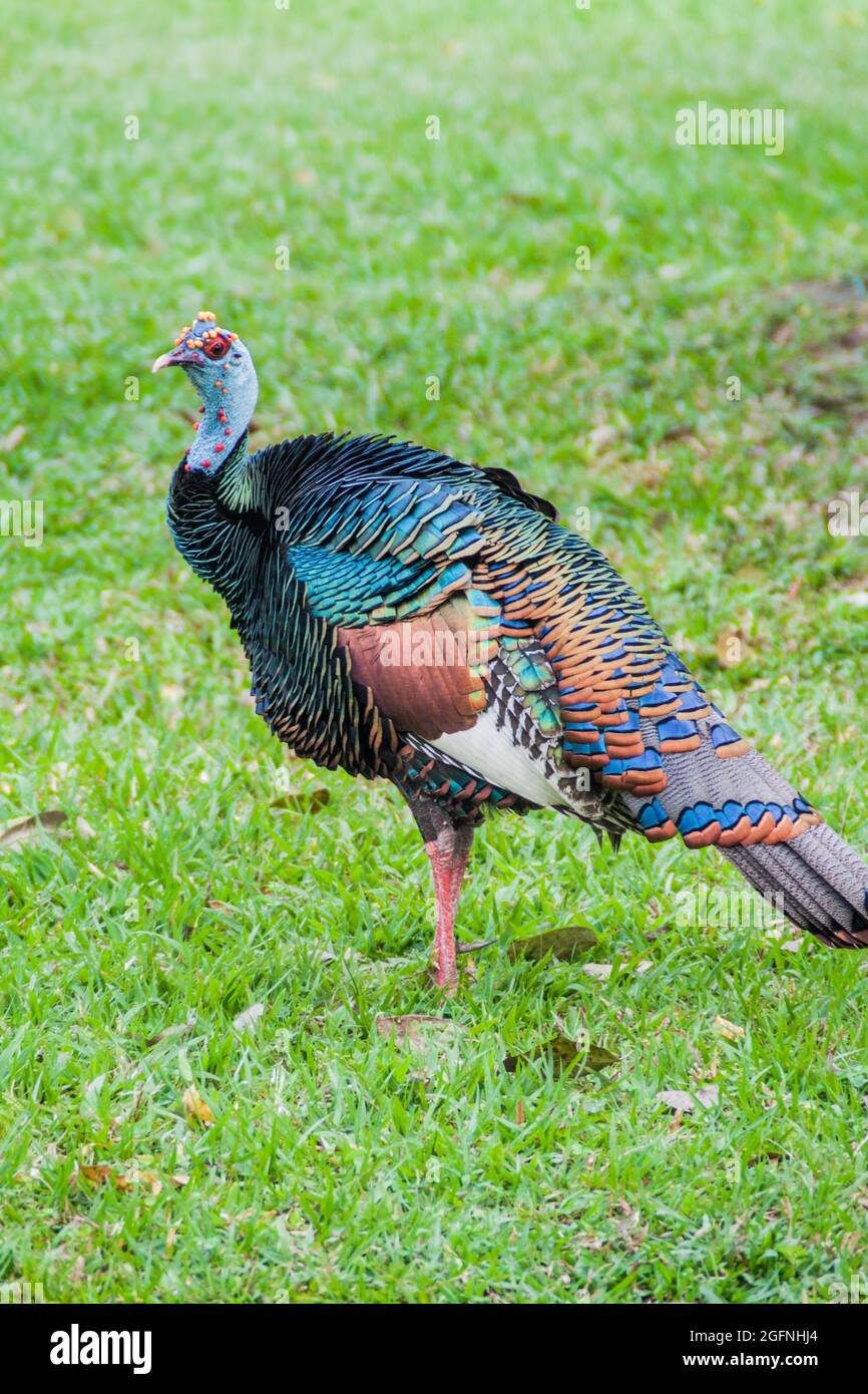 Ocellated turkey Meleagris ocellata in Guatemala, near Tikal ruins ...
