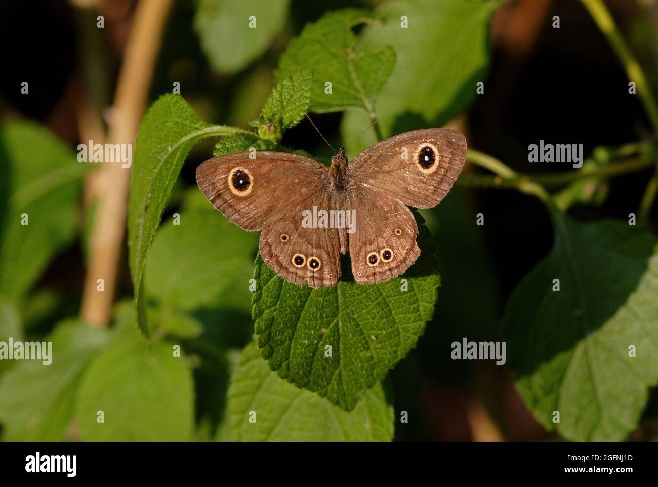 Common five ring butterfly hi-res stock photography and images - Alamy