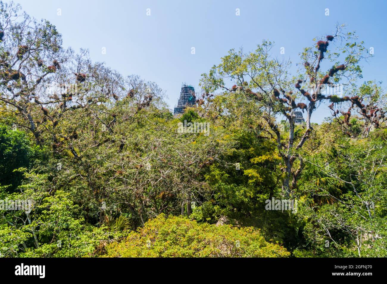 Temple ruins behind the tall trees in the National Park Tikal ...