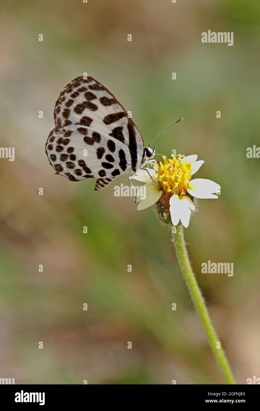 Common Pierrot butterfly (Castalius rosimon) adult feeding at flower ...