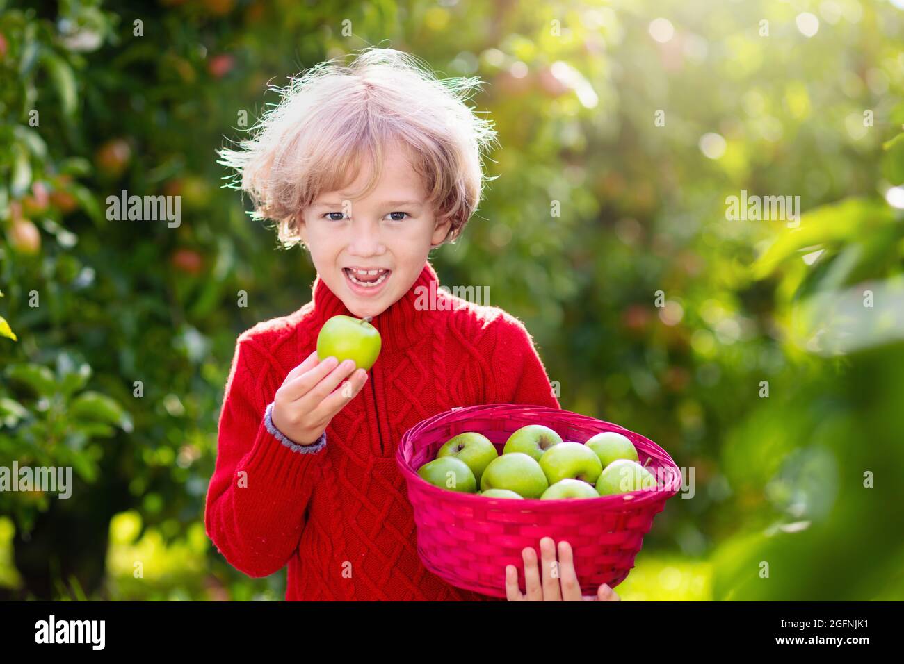 Child picking apples on farm. Apple orchard fun for children. Kids pick ...