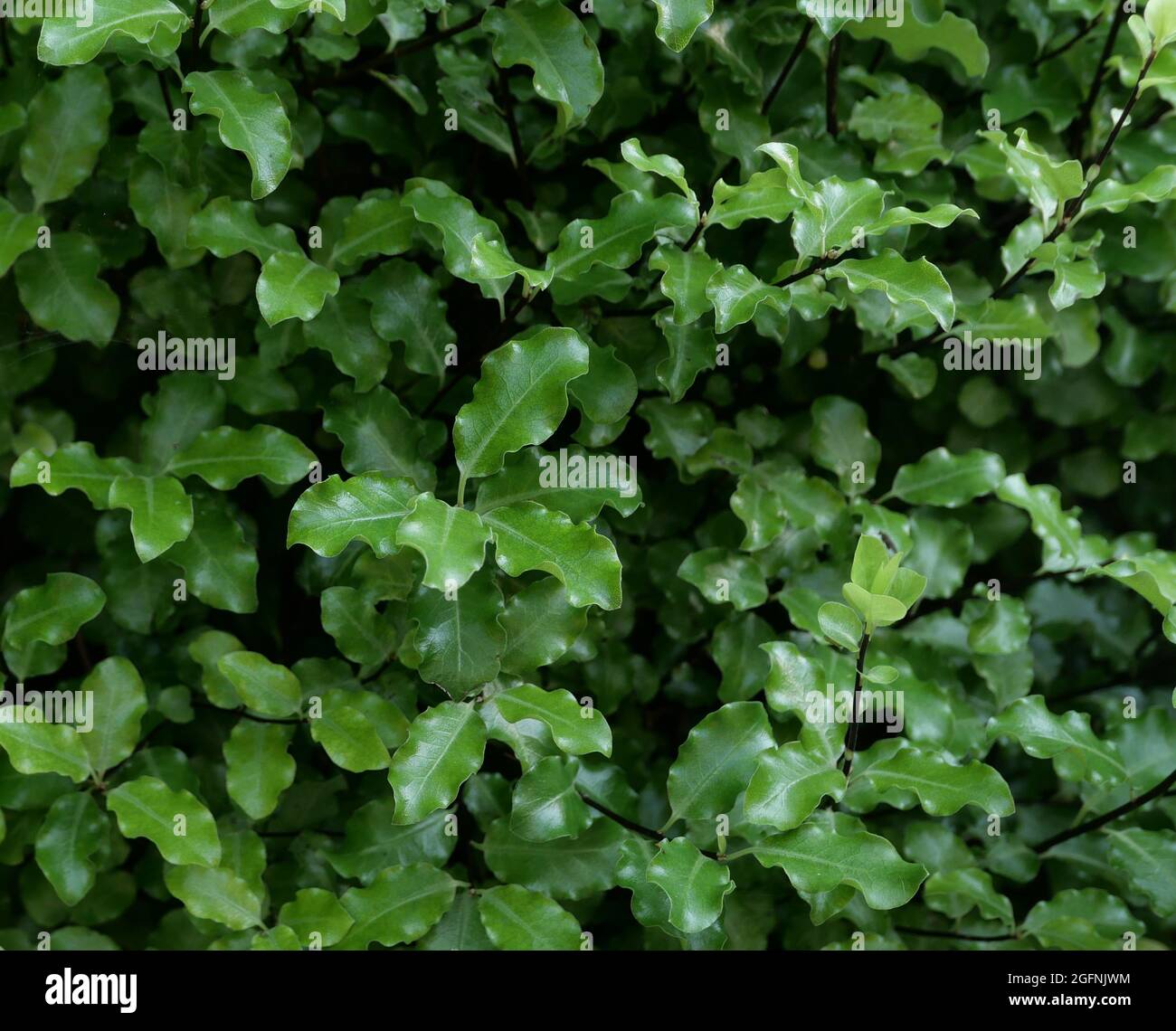 Pittosporum hedge hi-res stock photography and images - Alamy