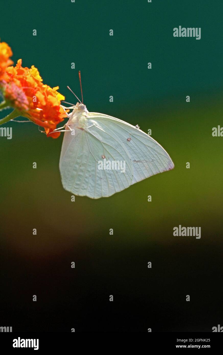 Lemon Emigrant butterfly (Catopsilia pomona) adult feeding on Lantana ...