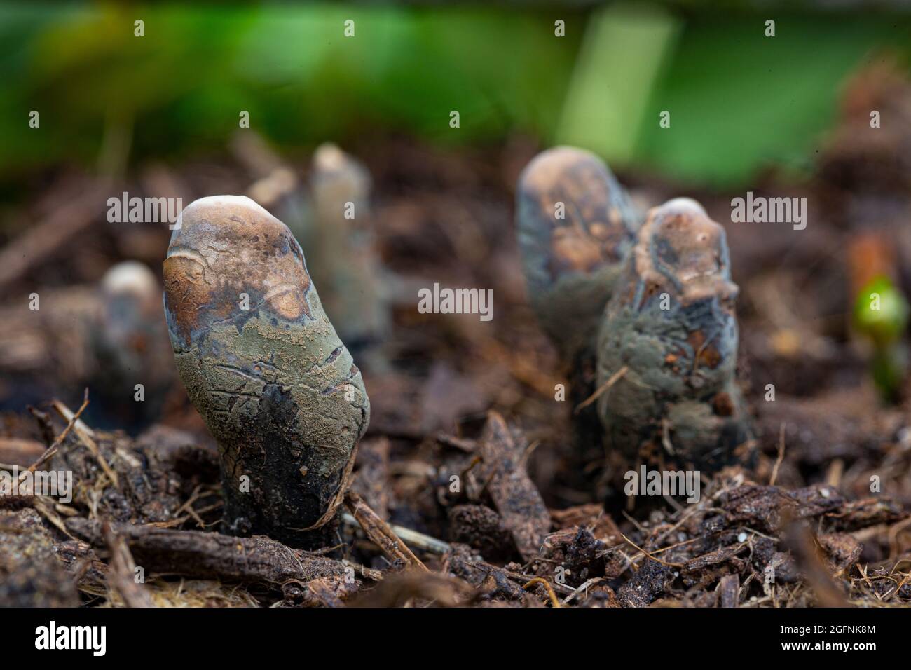 Dead mans fingers fungus xylaria hi-res stock photography and images ...