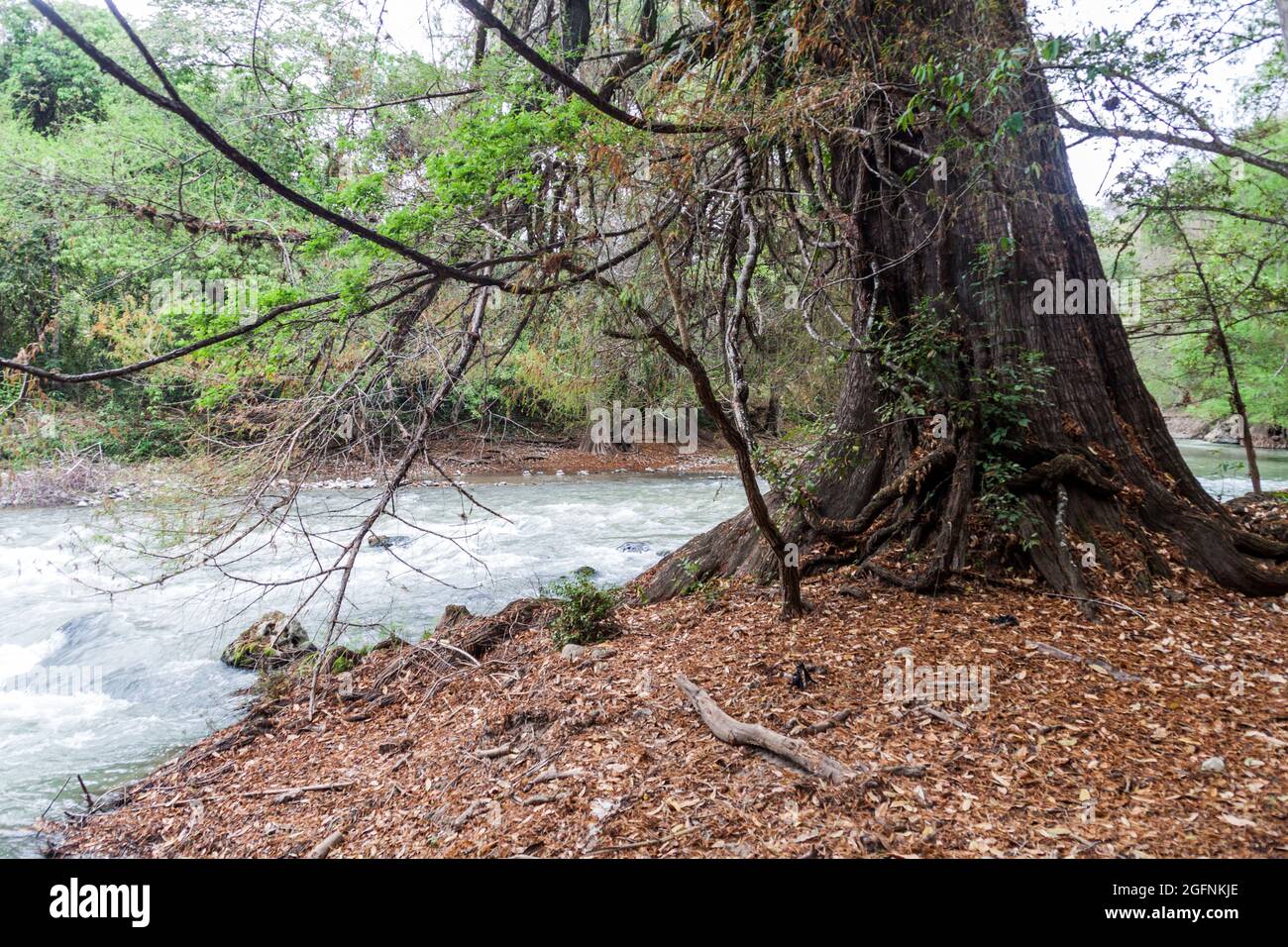 Montezuma cypress (Taxodium mucronatum), Guatemala Stock Photo - Alamy