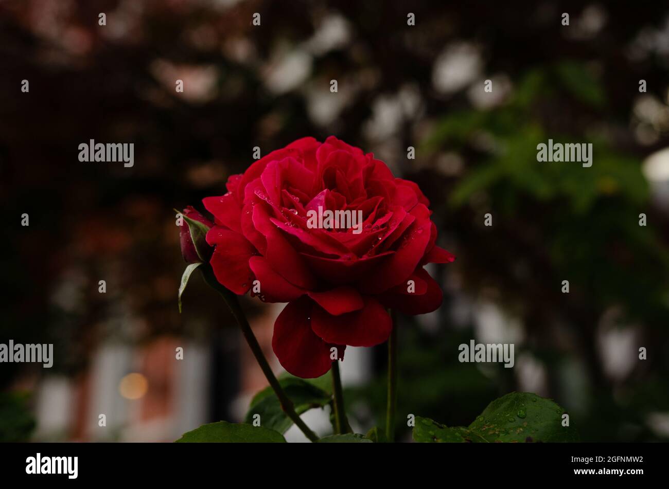 Blooming red roses in a garden in front of a building Stock Photo - Alamy