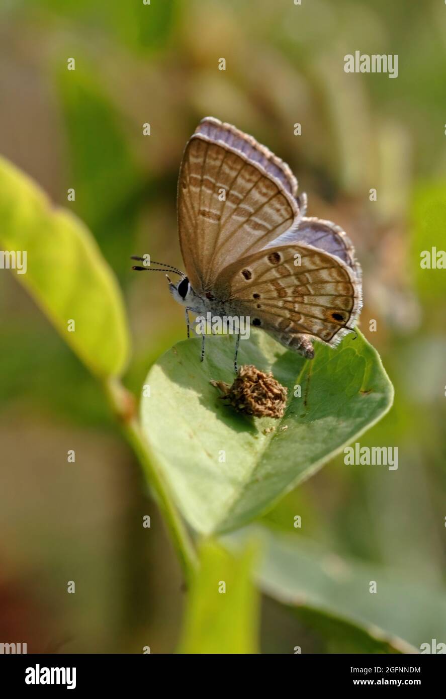 The Plains Cupid butterfly (Chilades pandava) adult at rest on leaf ...