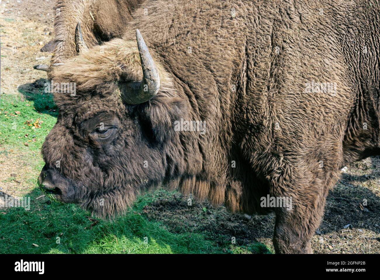 Grazing buffalo on the plains Stock Photo - Alamy