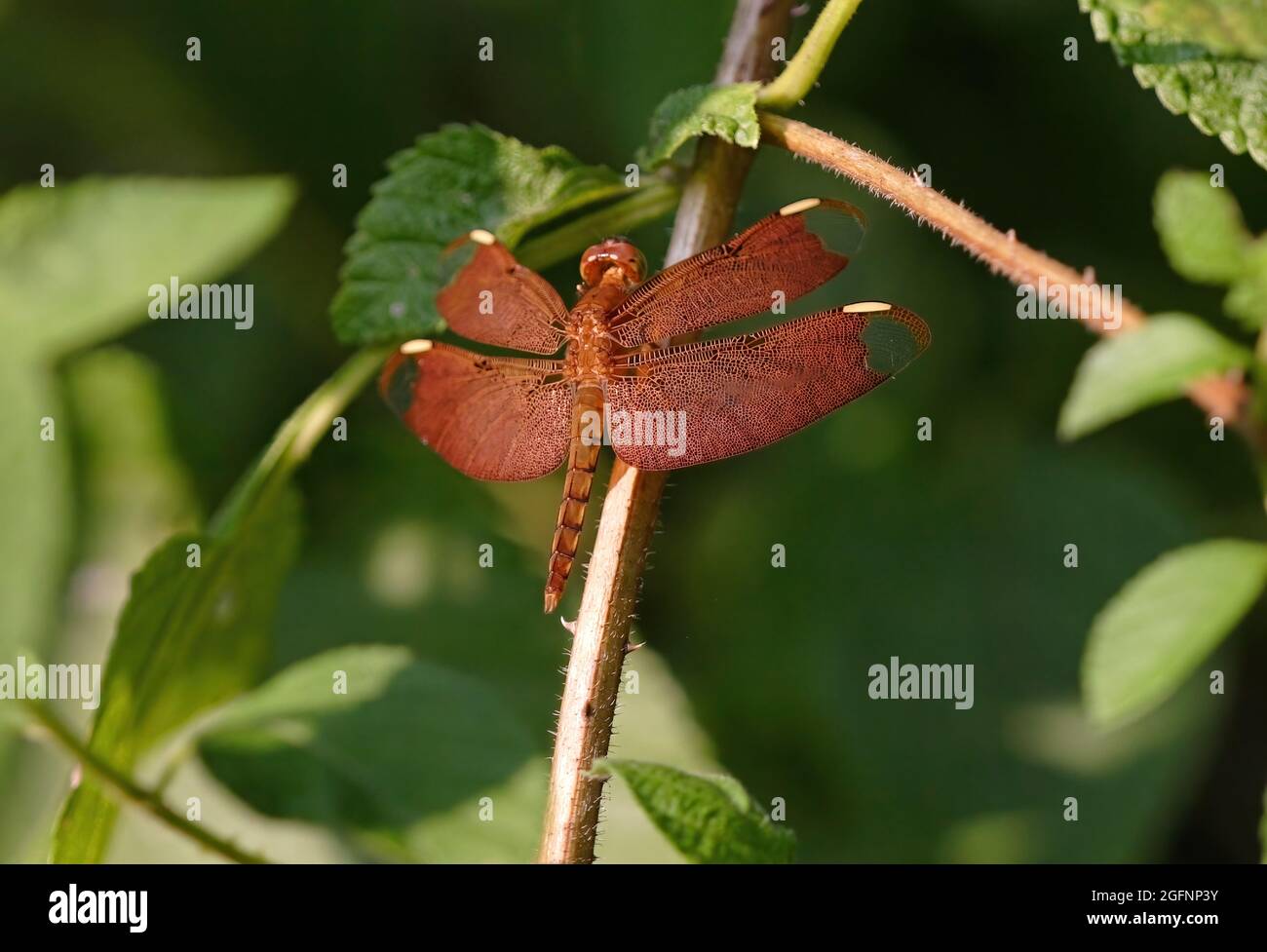 Russet percher dragonfly hi-res stock photography and images - Alamy