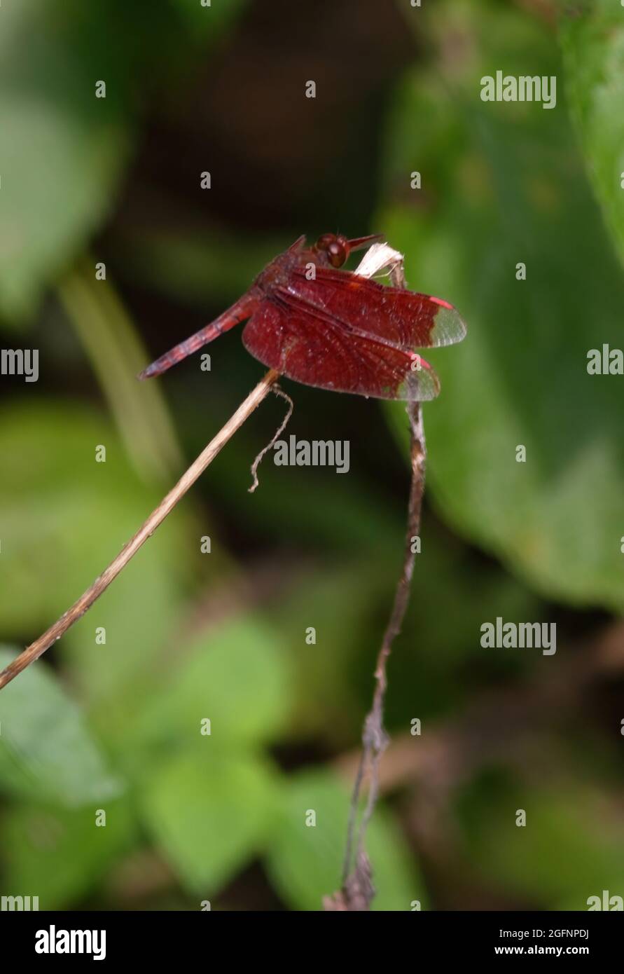 Russet Percher dragonfly (Neurothemis fulvia) adult male at rest on ...