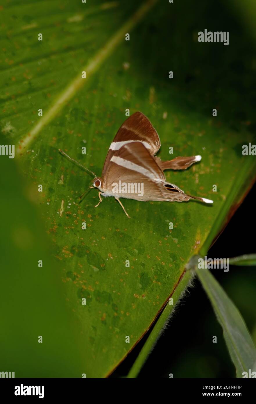 The Tailed Judy butterfly (Abisara neophron) adult at rest on leaf with ...