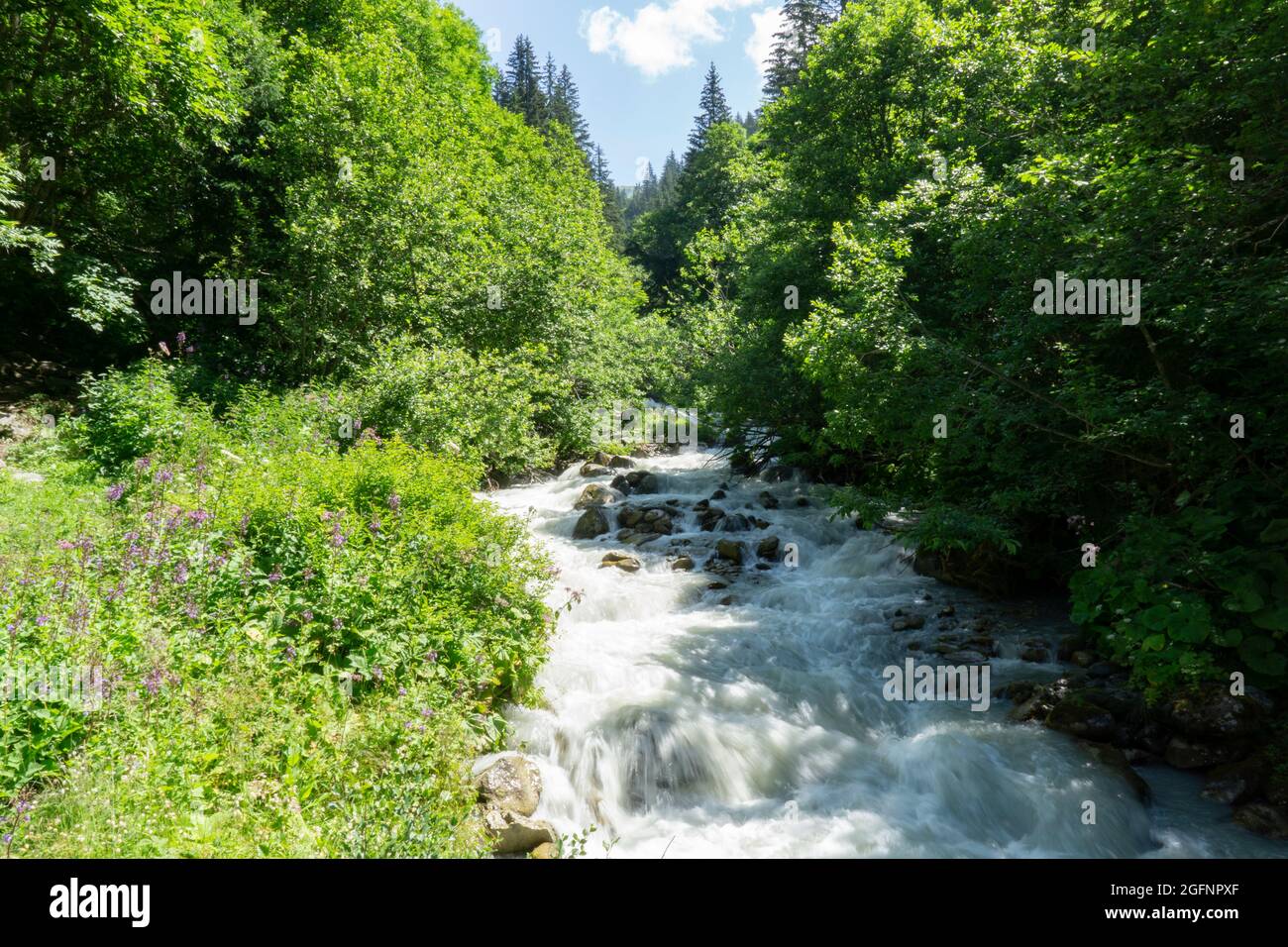 Pathway by flowers panoramic hi-res stock photography and images - Alamy
