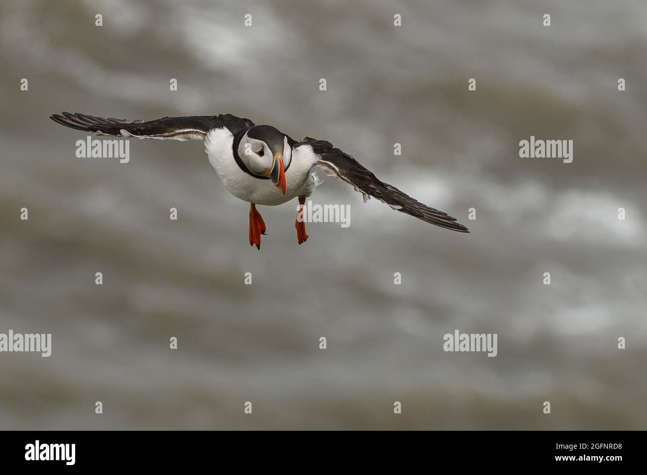 Atlantic Puffin in flight Stock Photo - Alamy