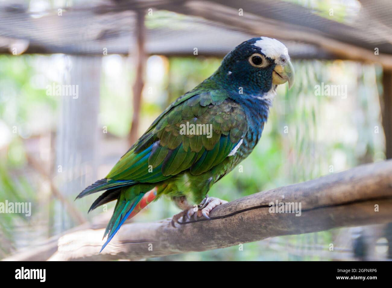 White-crowned parrot (Pionus senilis Stock Photo - Alamy